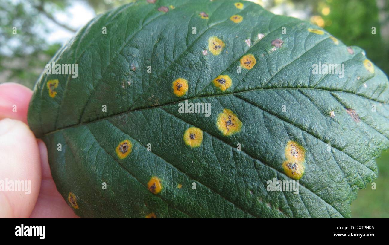 Juniper-hawthorn rust (Gymnosporangium globosum) Fungi Stock Photo - Alamy