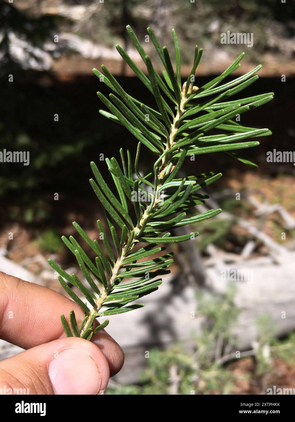white fir (Abies concolor) Plantae Stock Photo - Alamy