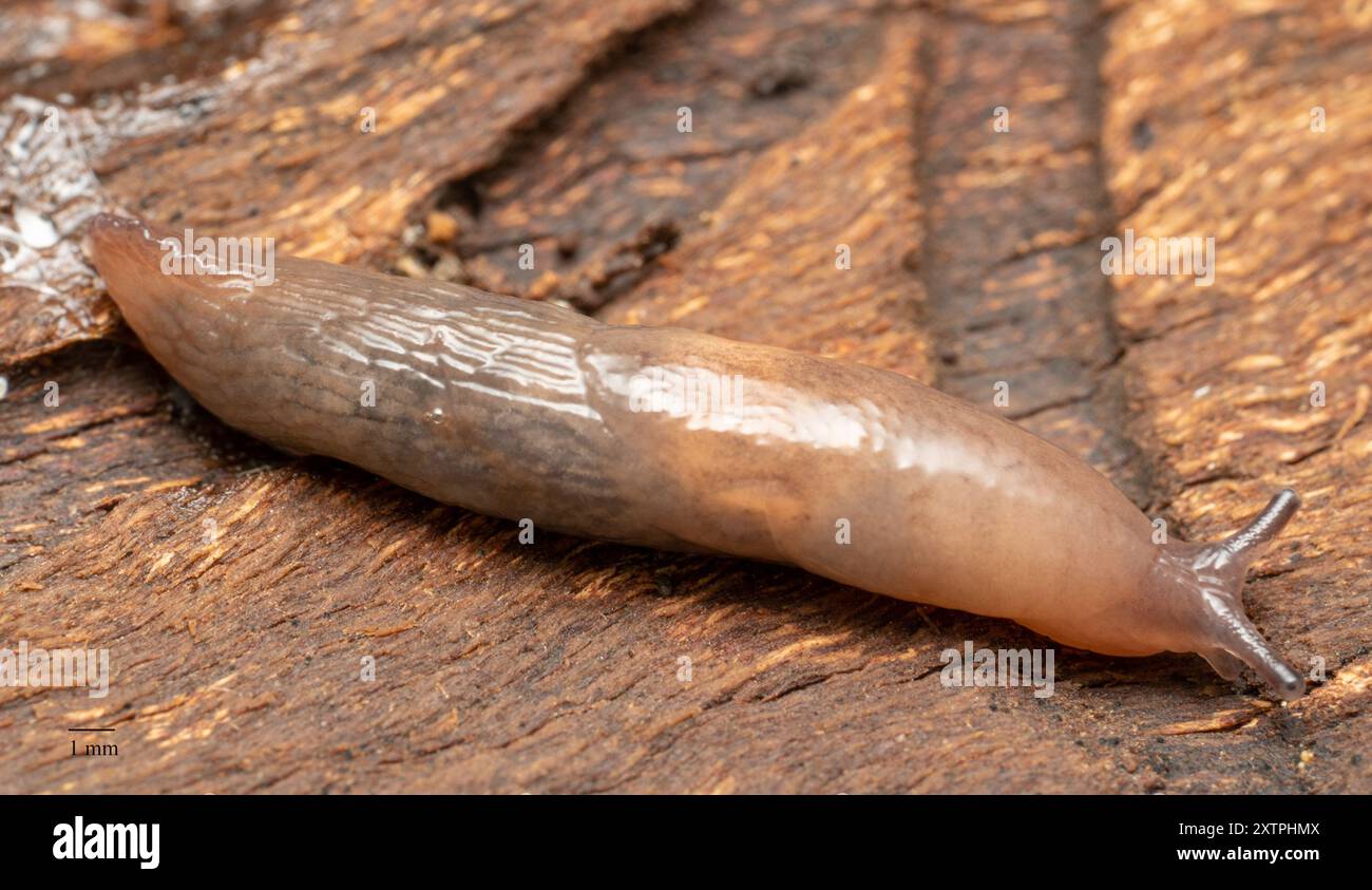 Smooth Land Slugs (Deroceras) Mollusca Stock Photo - Alamy
