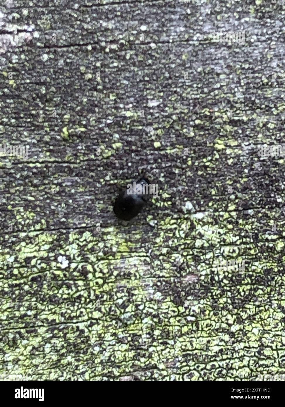Water, Rove, Scarab, Long-horned, Leaf, and Snout Beetles (Polyphaga ...