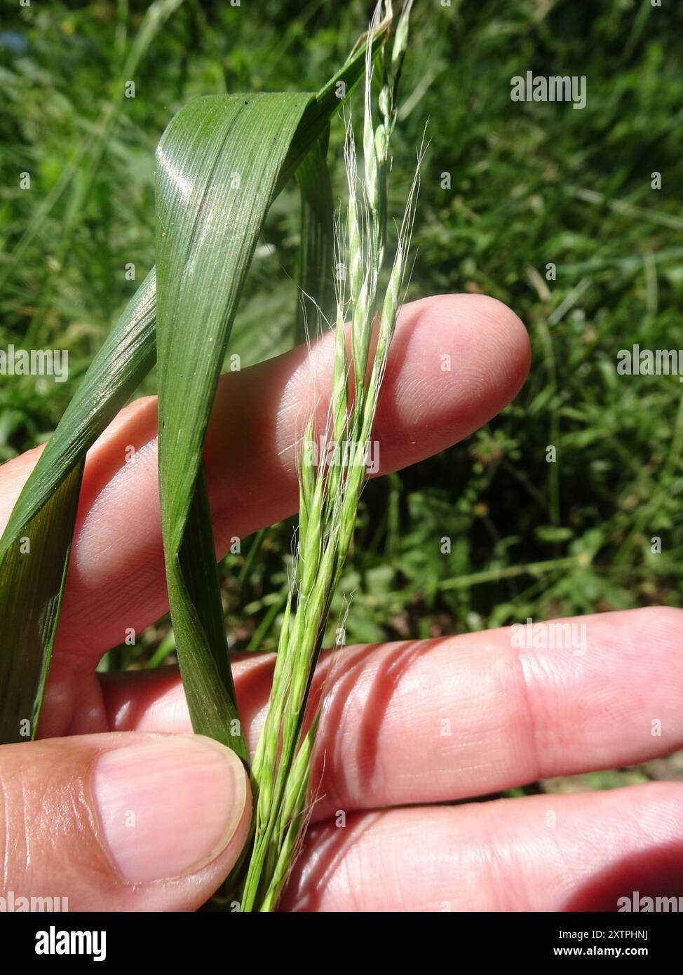Giant Fescue (Lolium giganteum) Plantae Stock Photo - Alamy
