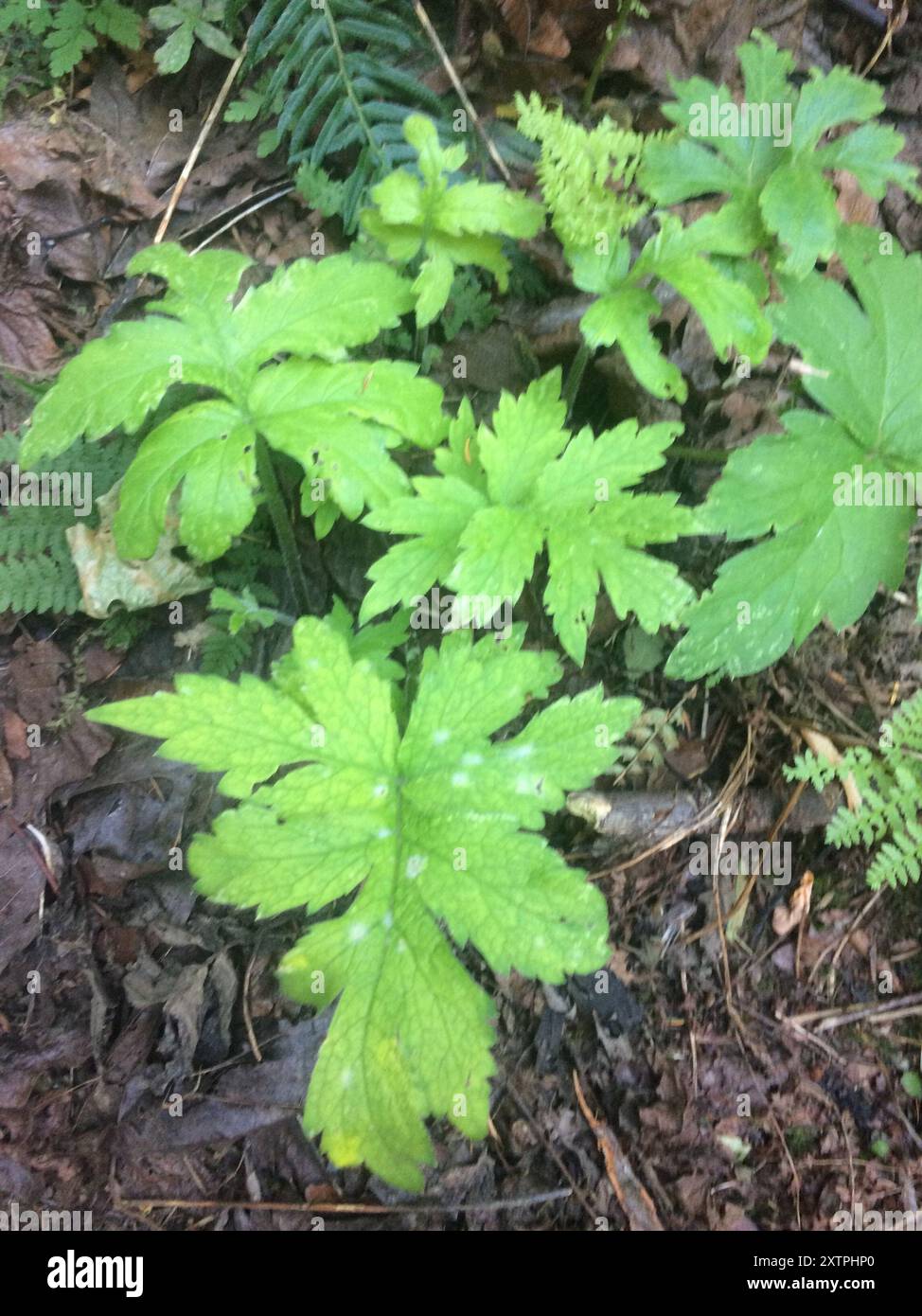 Pacific Waterleaf (Hydrophyllum tenuipes) Plantae Stock Photo - Alamy