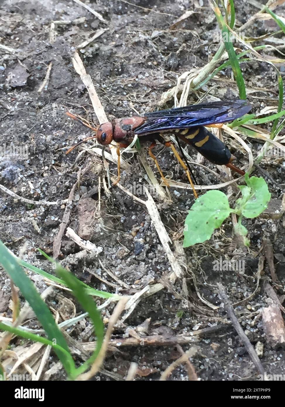 Pigeon Horntail (Tremex columba) Insecta Stock Photo - Alamy