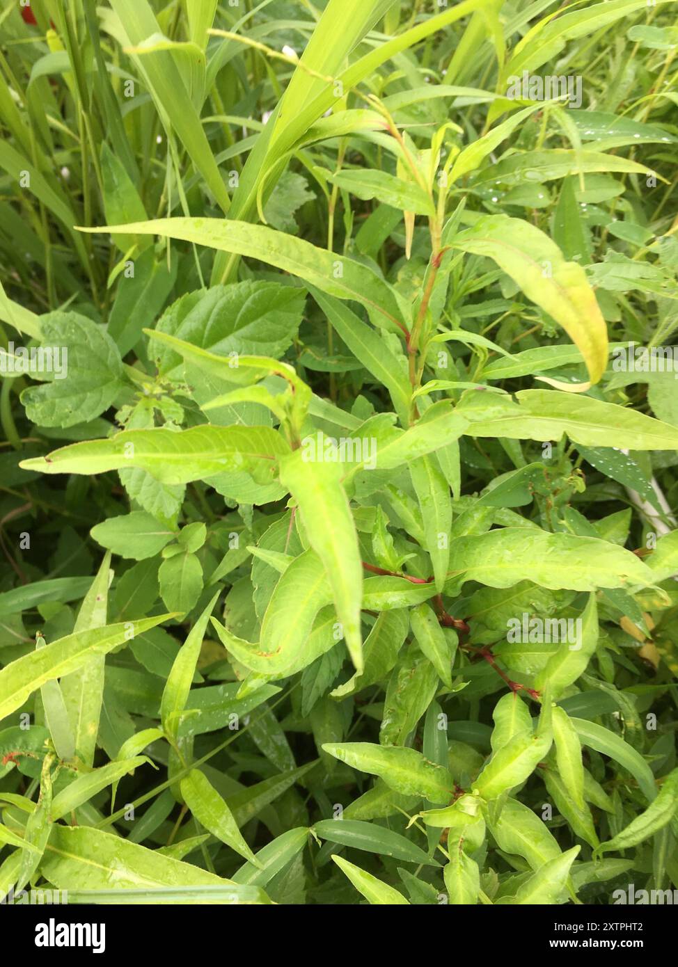 waterpepper (Persicaria hydropiper) Plantae Stock Photo - Alamy