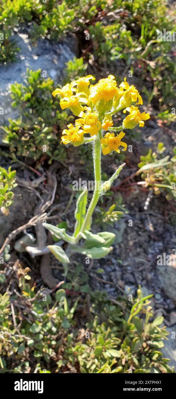 Tall western groundsel (Senecio integerrimus) Plantae Stock Photo - Alamy