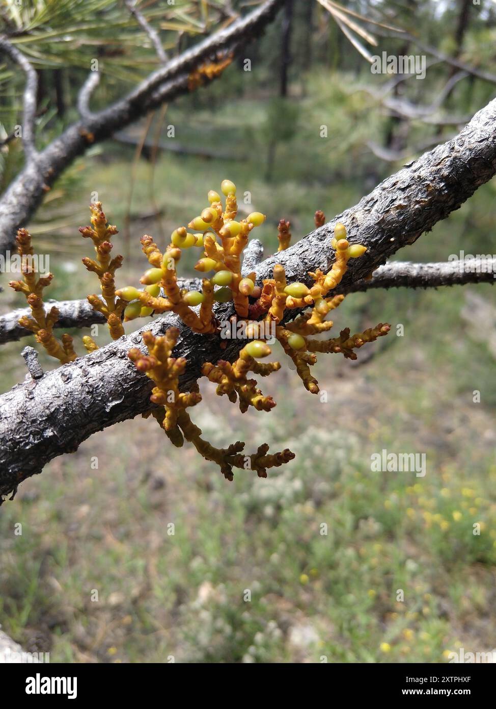 Southwestern Dwarf-Mistletoe (Arceuthobium vaginatum) Plantae Stock ...