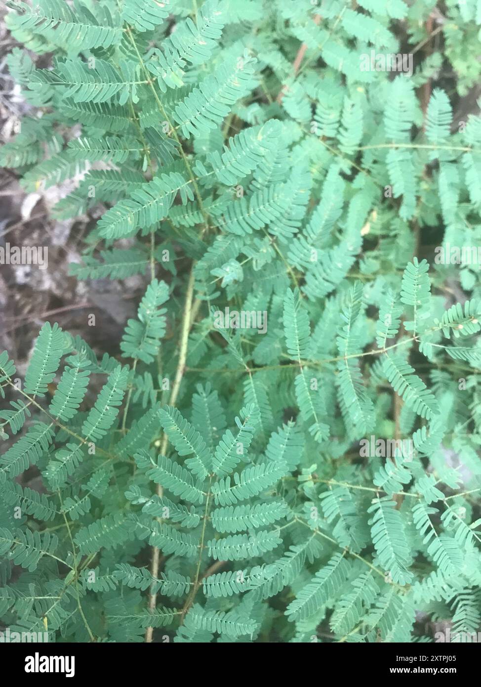 littleleaf sensitive-briar (Mimosa microphylla) Plantae Stock Photo - Alamy