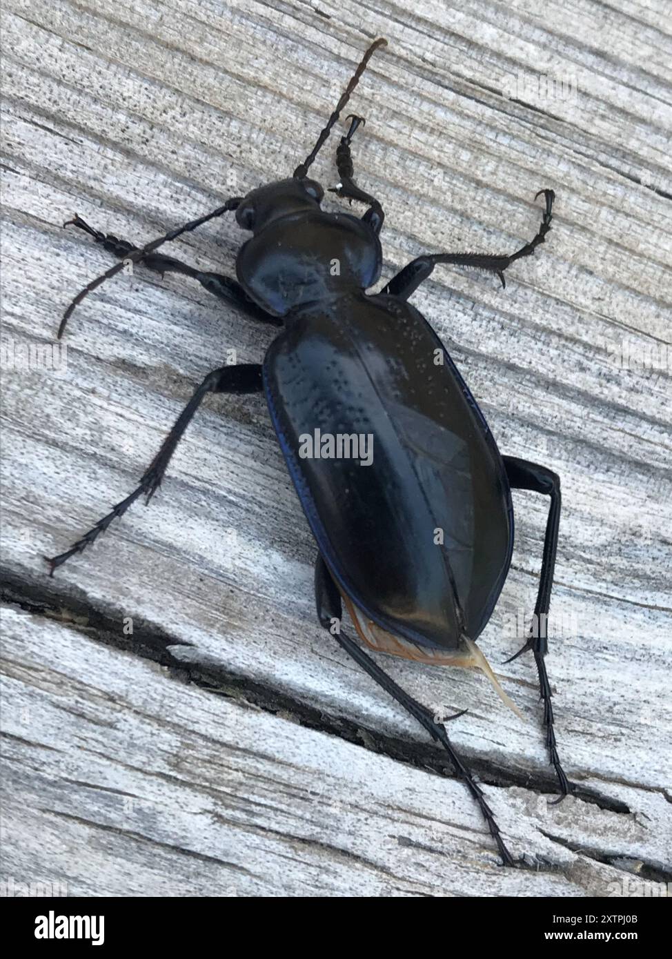Caterpillar-hunter Beetles (Calosoma) Insecta Stock Photo - Alamy
