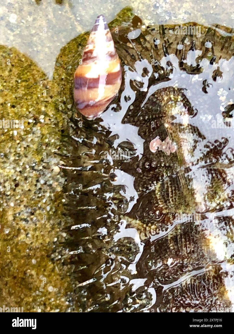 Carinate Dovesnail (Alia carinata) Mollusca Stock Photo - Alamy