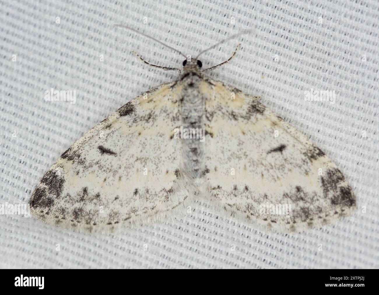 Geometer Moths (Geometridae) Insecta Stock Photo - Alamy