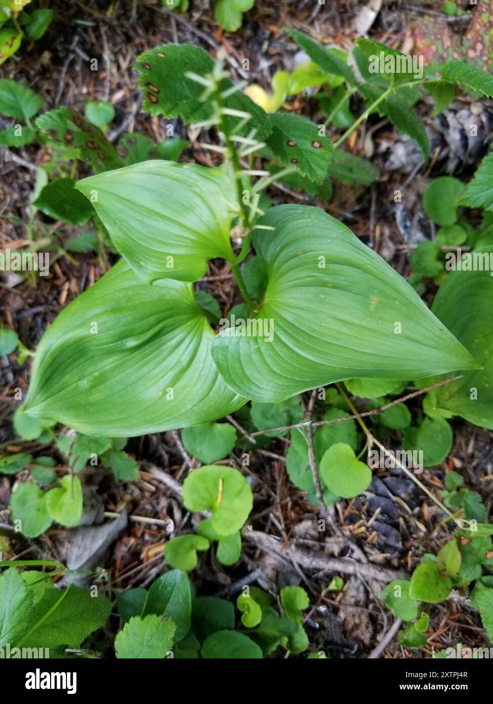 Western Lily of the Valley (Maianthemum dilatatum) Plantae Stock Photo ...