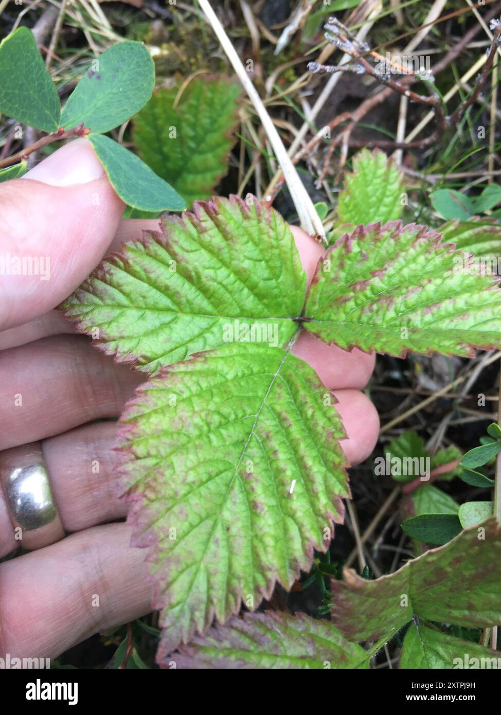 Stone Bramble (Rubus saxatilis) Plantae Stock Photo - Alamy