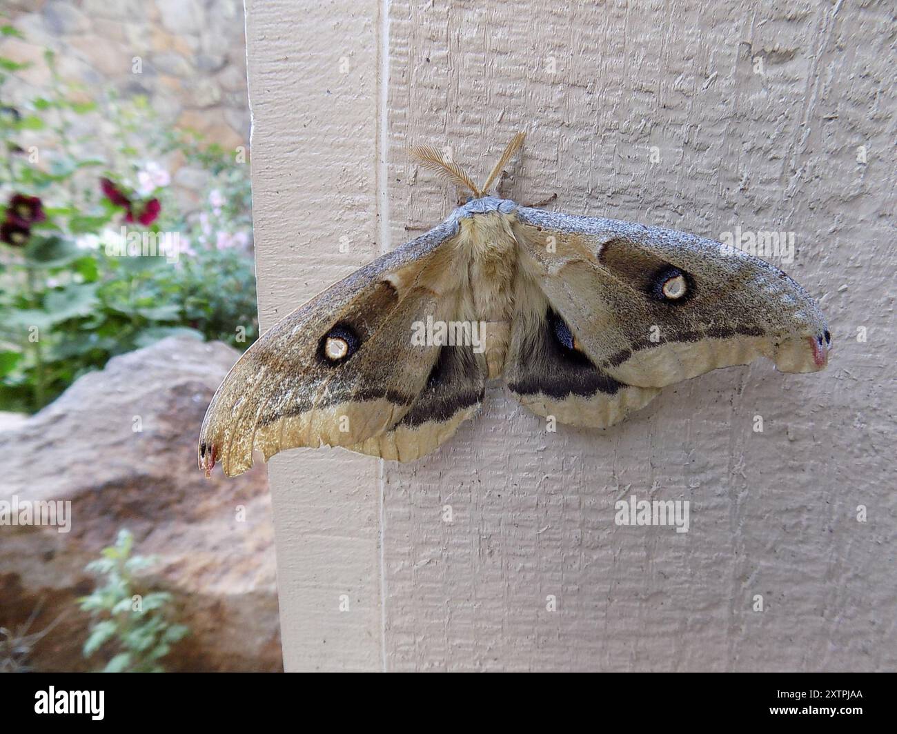 Western Polyphemus Moth (Antheraea oculea) Insecta Stock Photo - Alamy