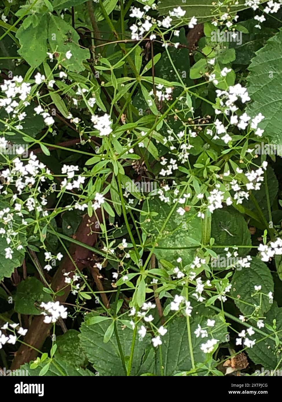 Common Marsh-bedstraw (Galium palustre) Plantae Stock Photo - Alamy