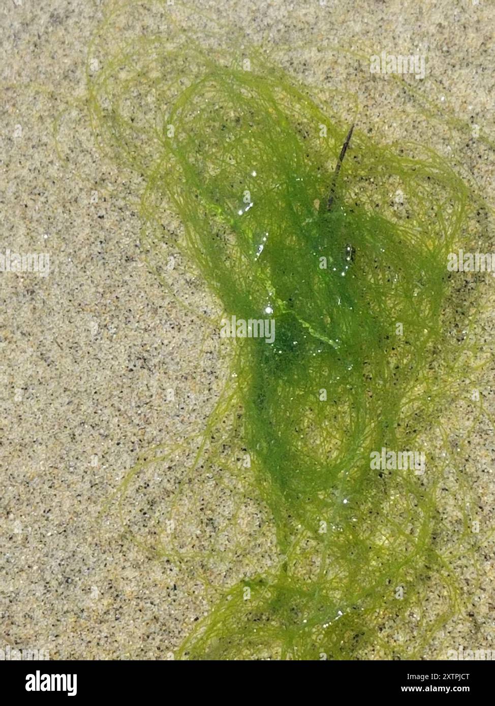 green algae (Chlorophyta) Plantae Stock Photo - Alamy