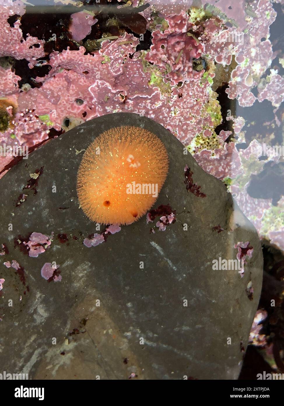 Sandalwood Dorid (Acanthodoris lutea) Mollusca Stock Photo - Alamy