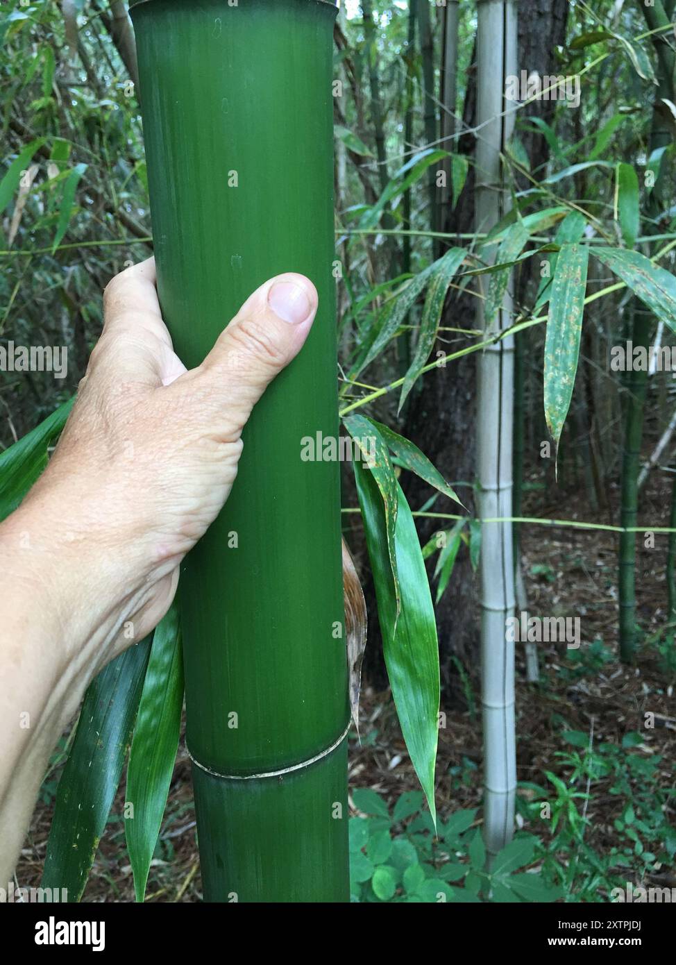 fishpole bamboo (Phyllostachys aurea) Plantae Stock Photo - Alamy