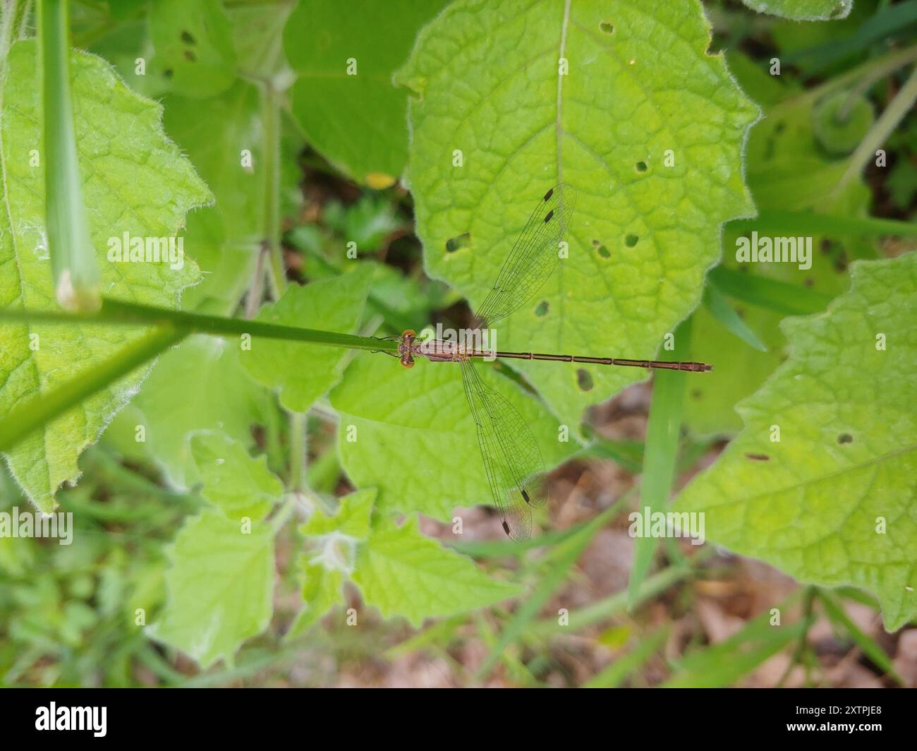 Slender Spreadwing (Lestes rectangularis) Insecta Stock Photo - Alamy