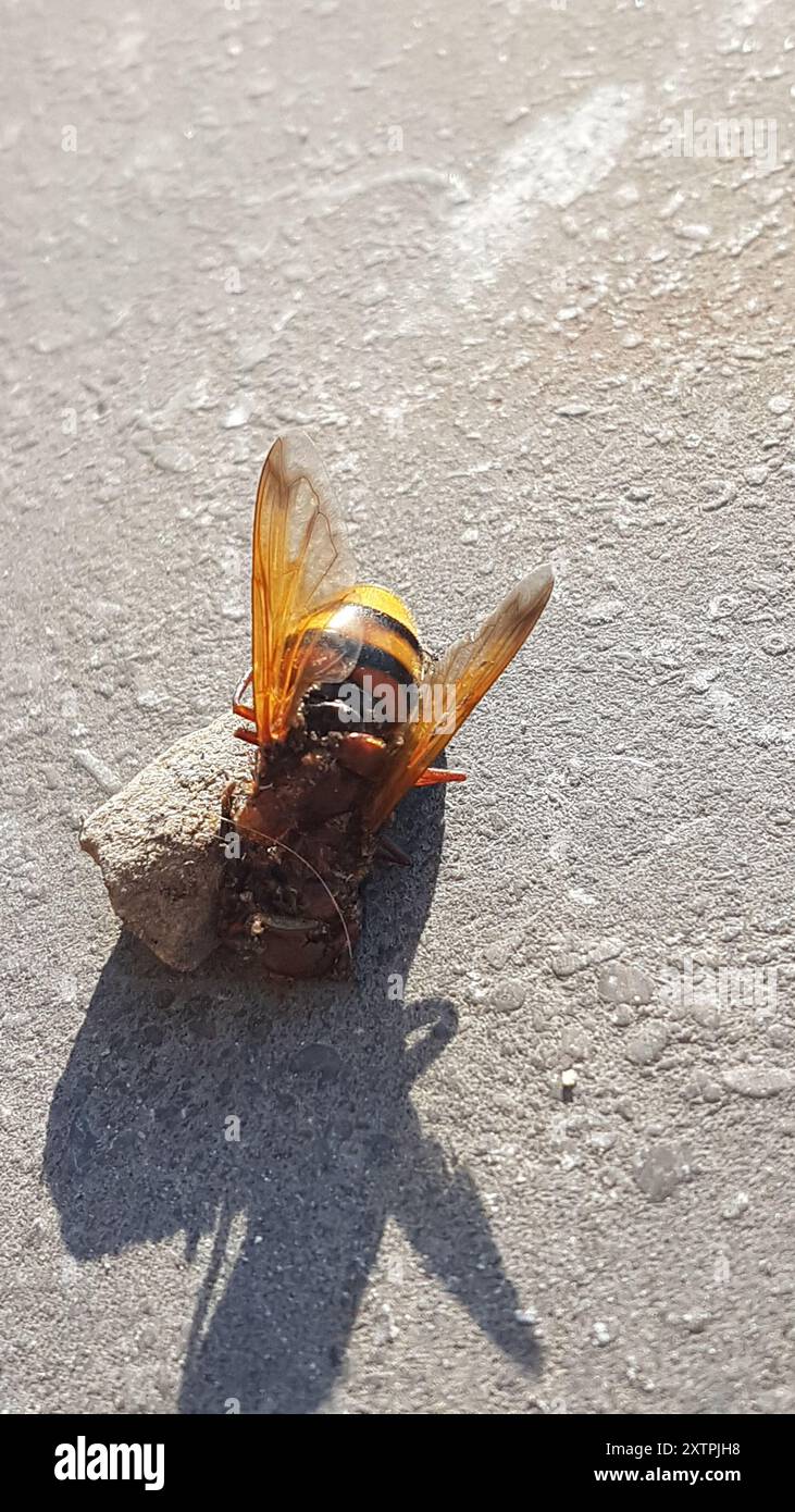 Hornet Mimic Hover Fly (Volucella zonaria) Insecta Stock Photo - Alamy