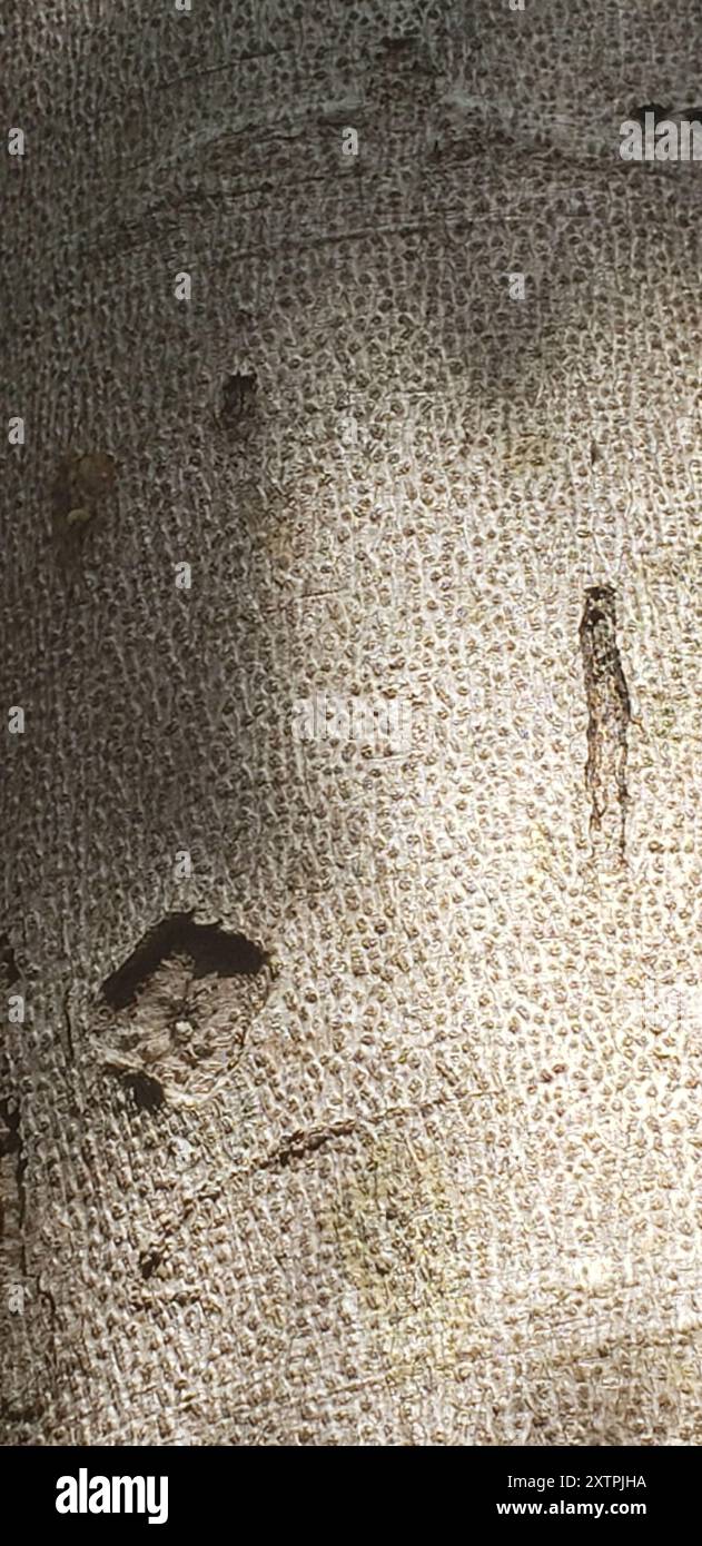 Stinkingtoe (Hymenaea courbaril) Plantae Stock Photo - Alamy