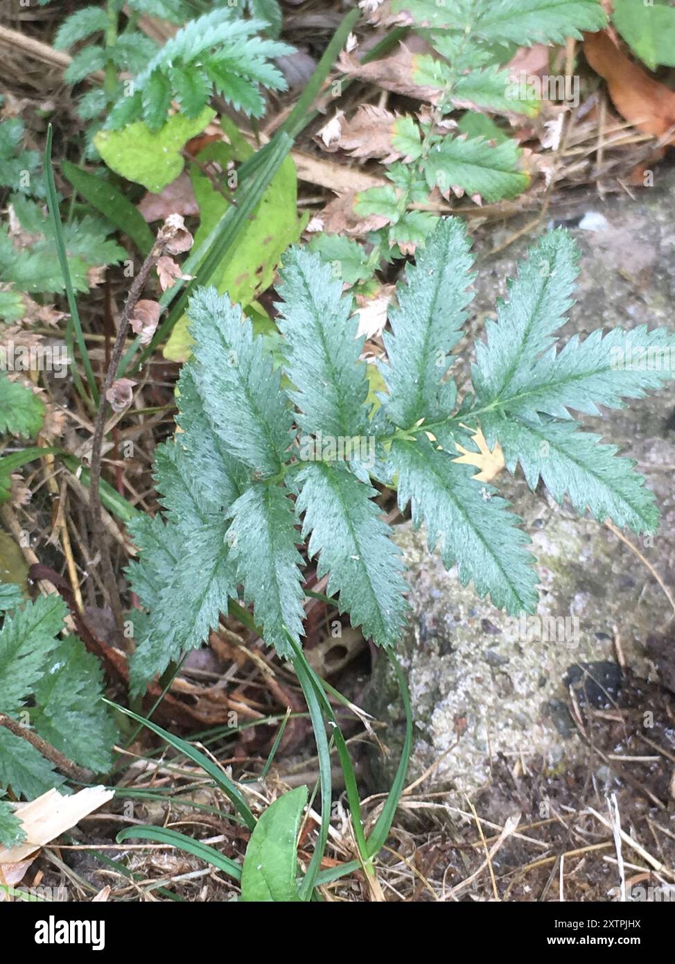 common silverweed (Argentina anserina) Plantae Stock Photo - Alamy