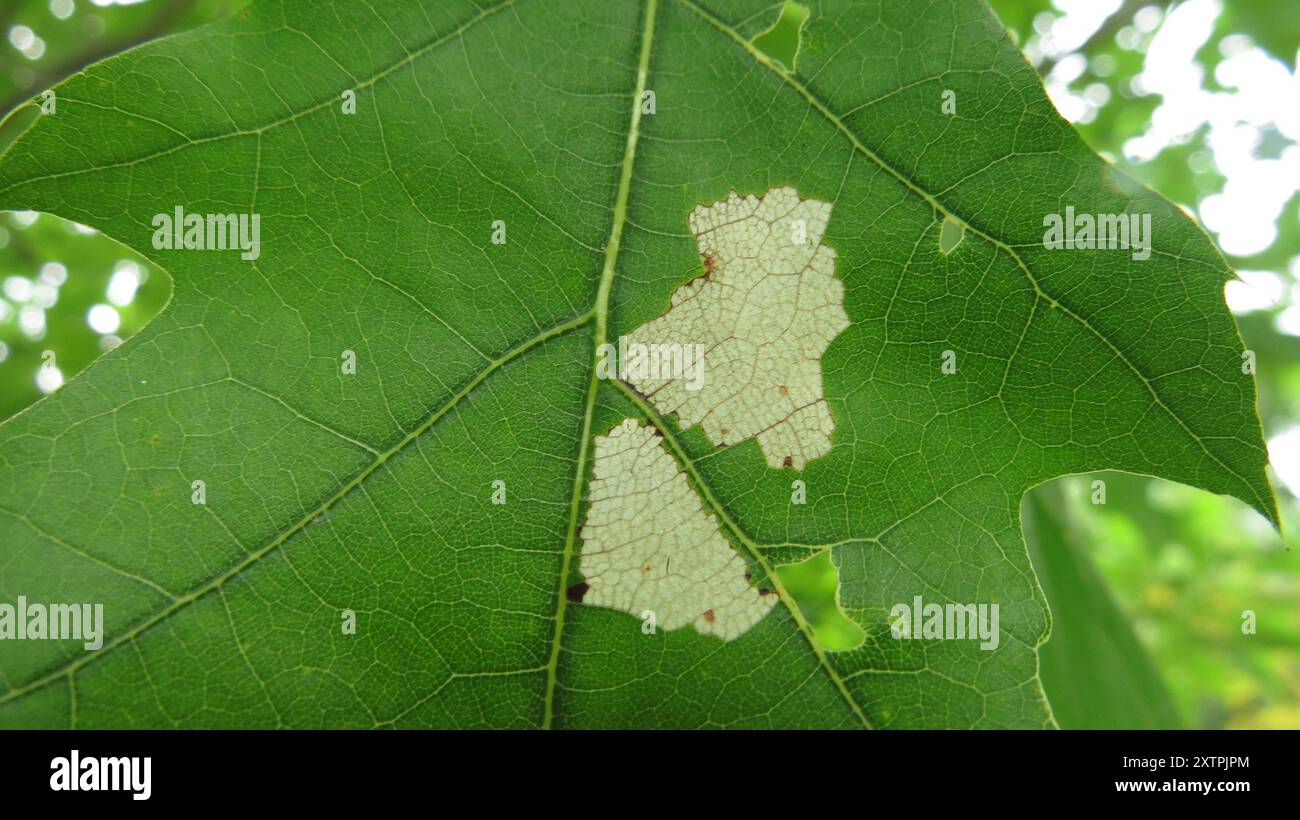 Oak Skeletonizer Moth (Bucculatrix ainsliella) Insecta Stock Photo - Alamy