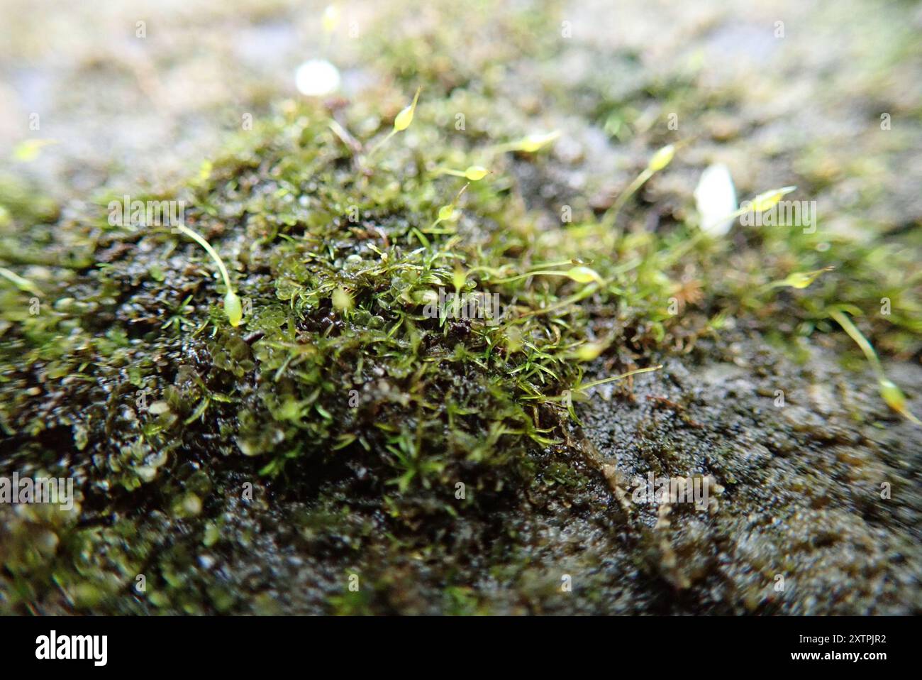 joint-toothed mosses (Bryopsida) Plantae Stock Photo - Alamy