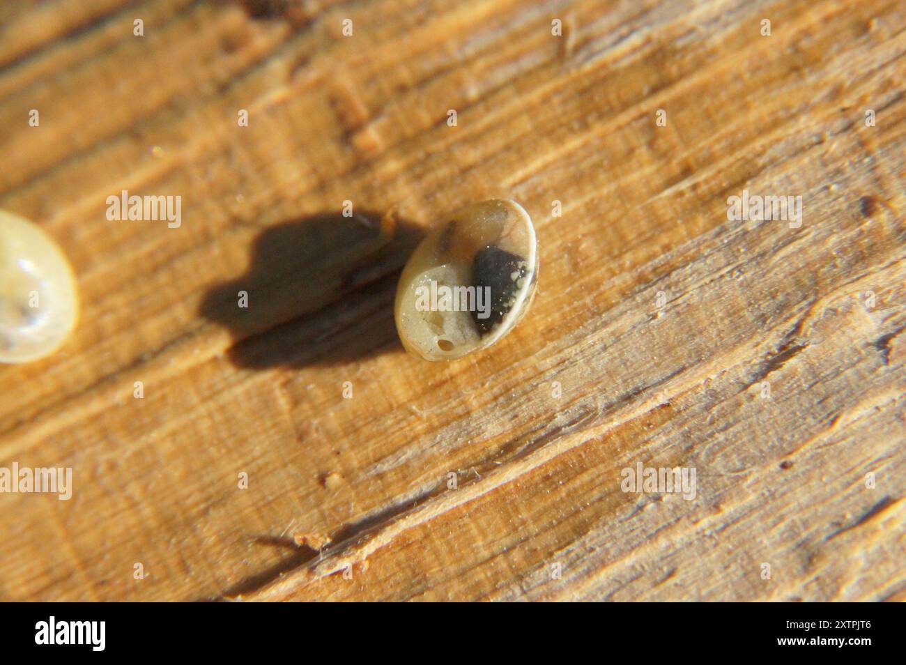 Girdled Snail (Hygromia cinctella) Mollusca Stock Photo - Alamy