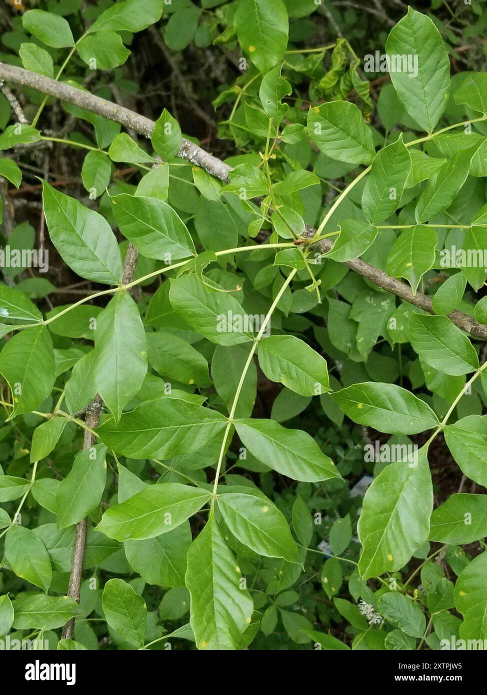 Oregon Ash (Fraxinus latifolia) Plantae Stock Photo - Alamy