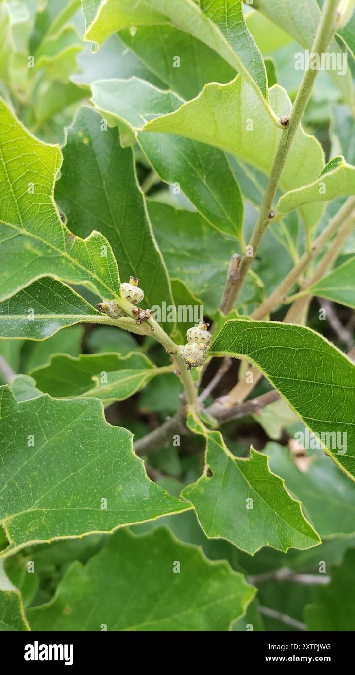 dwarf chinkapin oak (Quercus prinoides) Plantae Stock Photo - Alamy