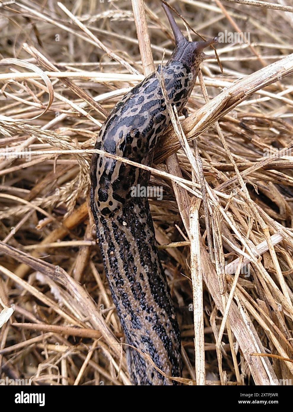 Leopard Slug (Limax maximus) Mollusca Stock Photo - Alamy