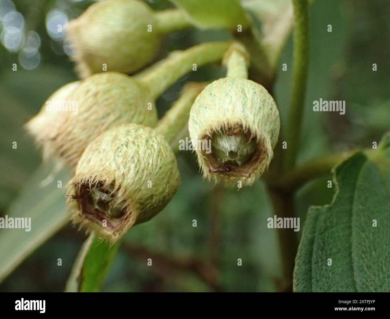 Common Melastoma (Melastoma candidum) Plantae Stock Photo - Alamy