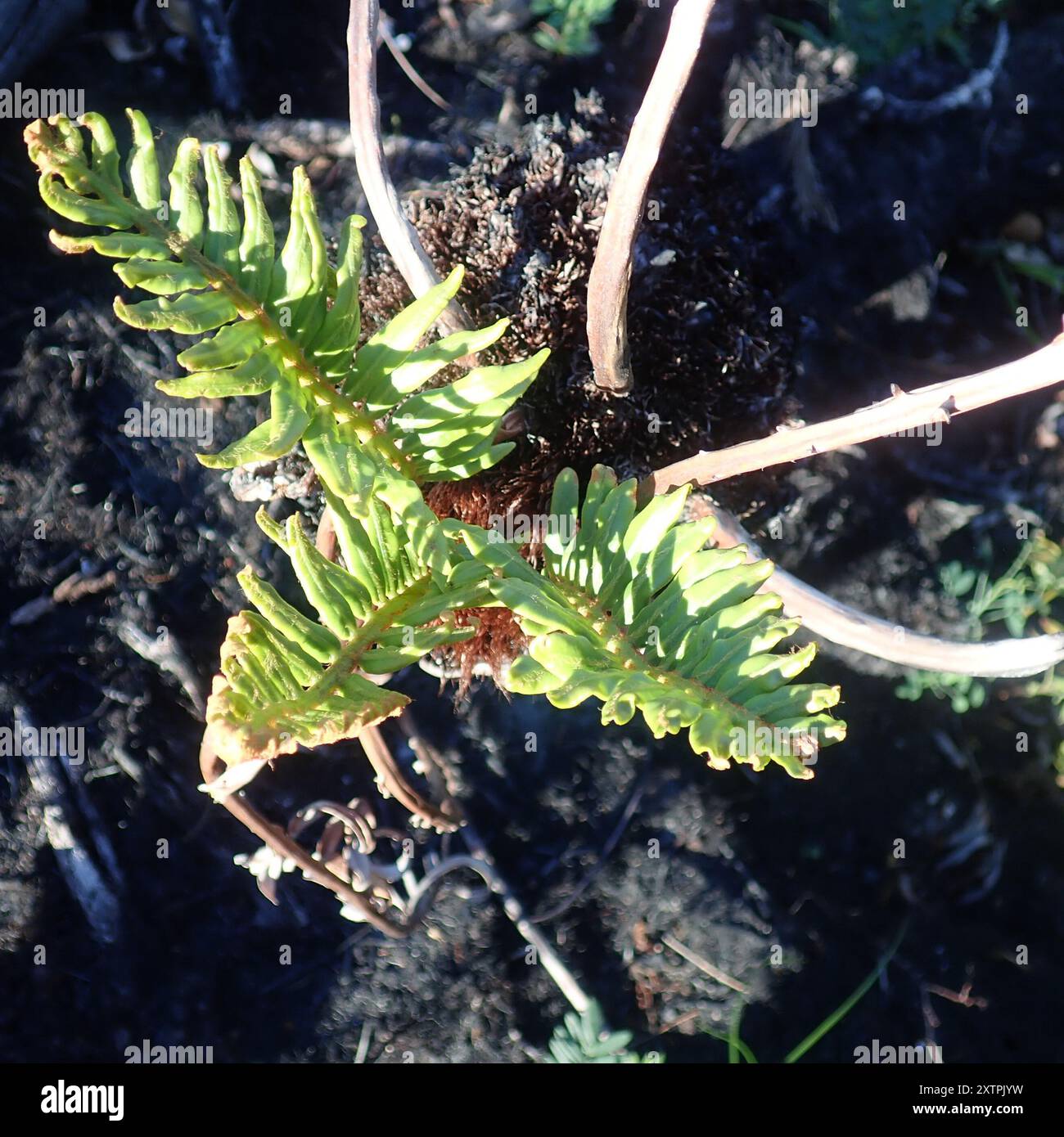 Leathery Hard Fern (Lomariocycas tabularis) Plantae Stock Photo - Alamy