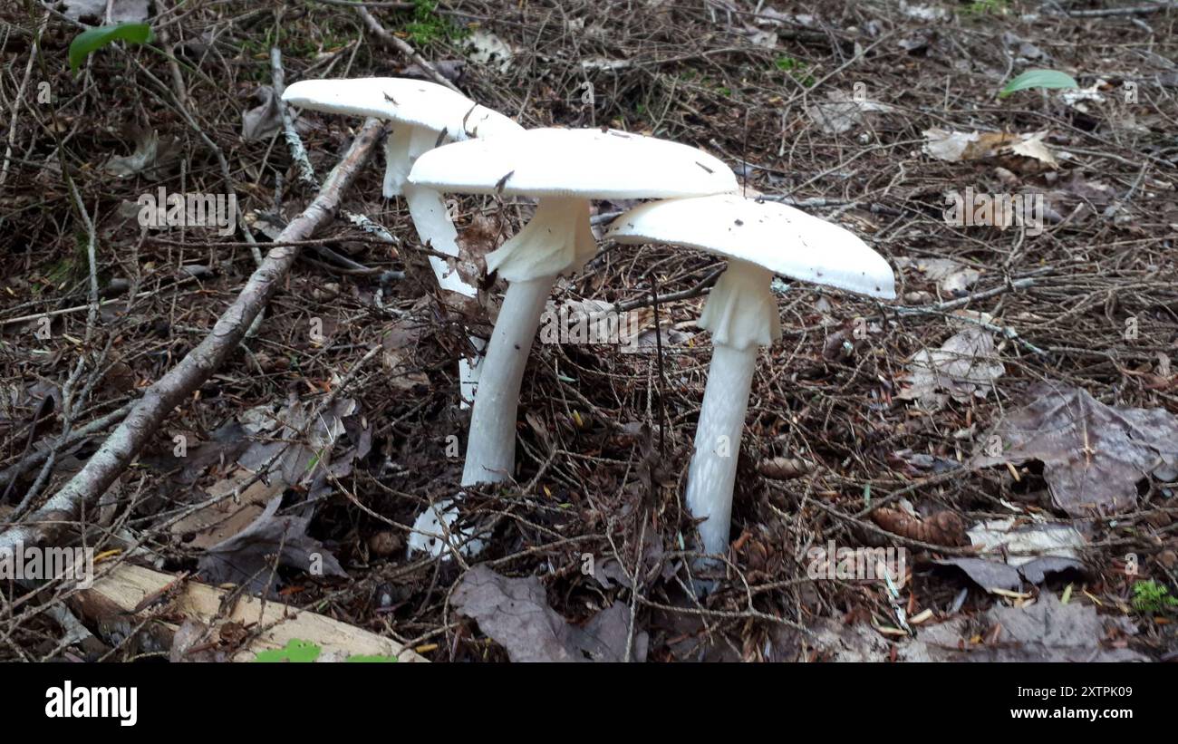 Eastern North American Destroying Angel (Amanita bisporigera) Fungi ...