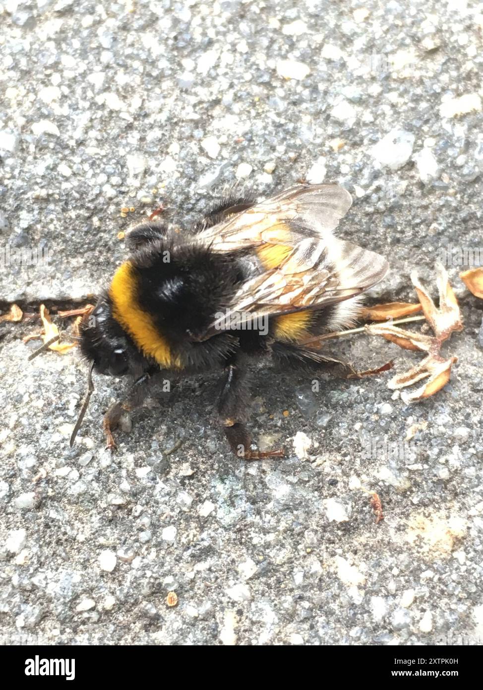 Buff-tailed Bumble Bee (Bombus terrestris) Insecta Stock Photo - Alamy
