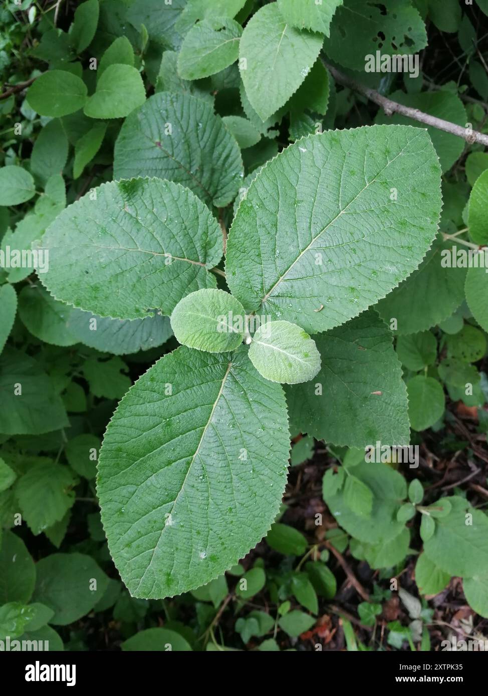 Wayfaring-tree (Viburnum lantana) Plantae Stock Photo - Alamy