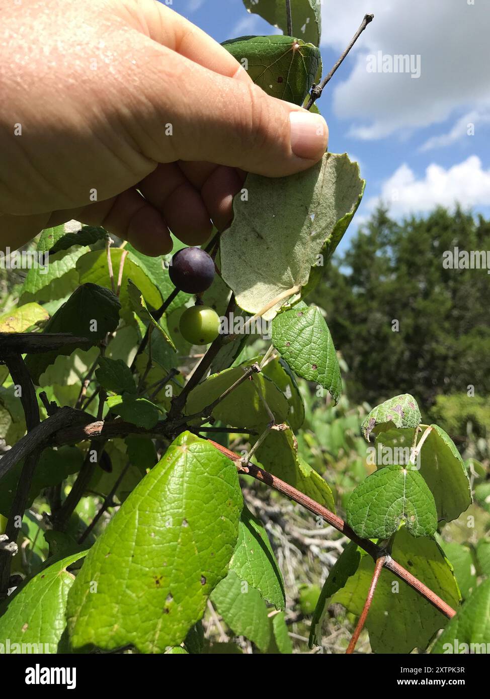 Vitis mustangensis hi-res stock photography and images - Alamy