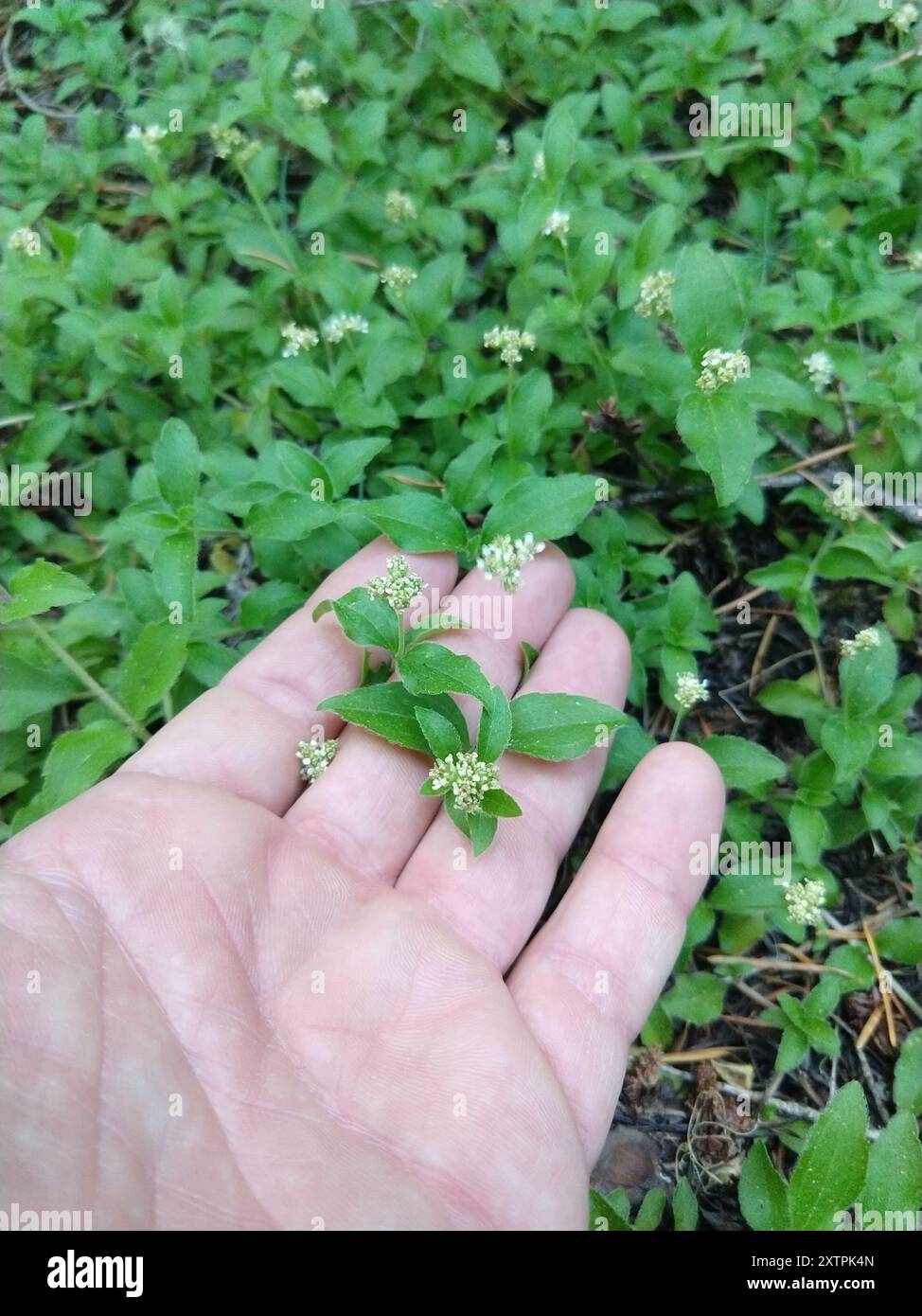 modesty (Whipplea modesta) Plantae Stock Photo - Alamy