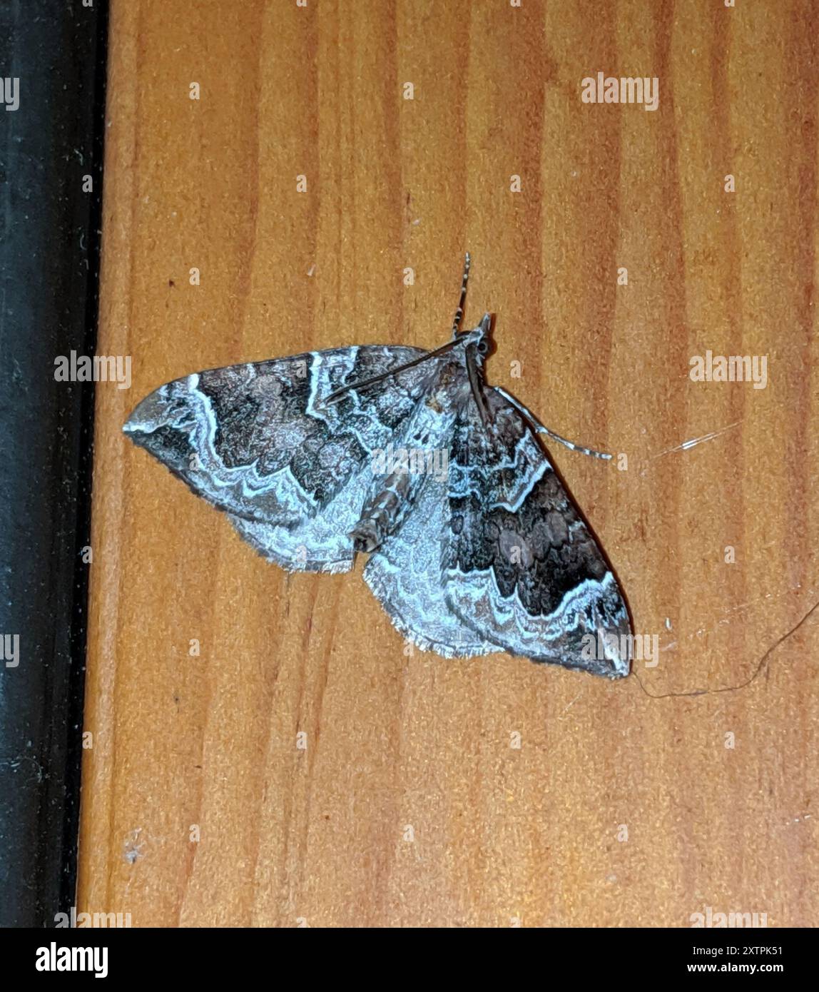 Northwestern Phoenix Moth (Eulithis xylina) Insecta Stock Photo - Alamy