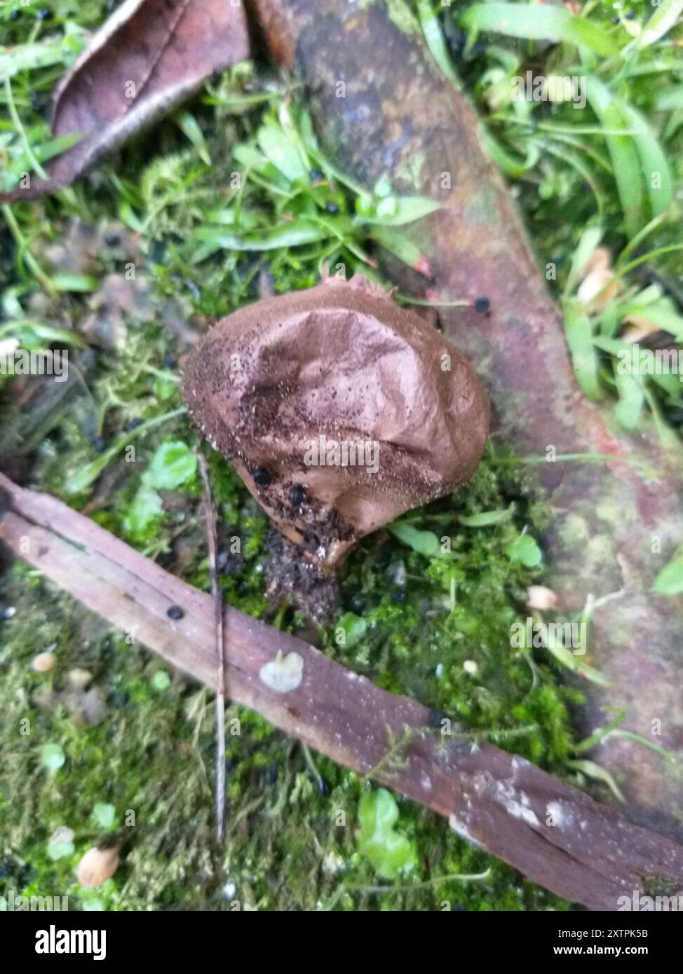 puffballs (Lycoperdaceae) Fungi Stock Photo - Alamy