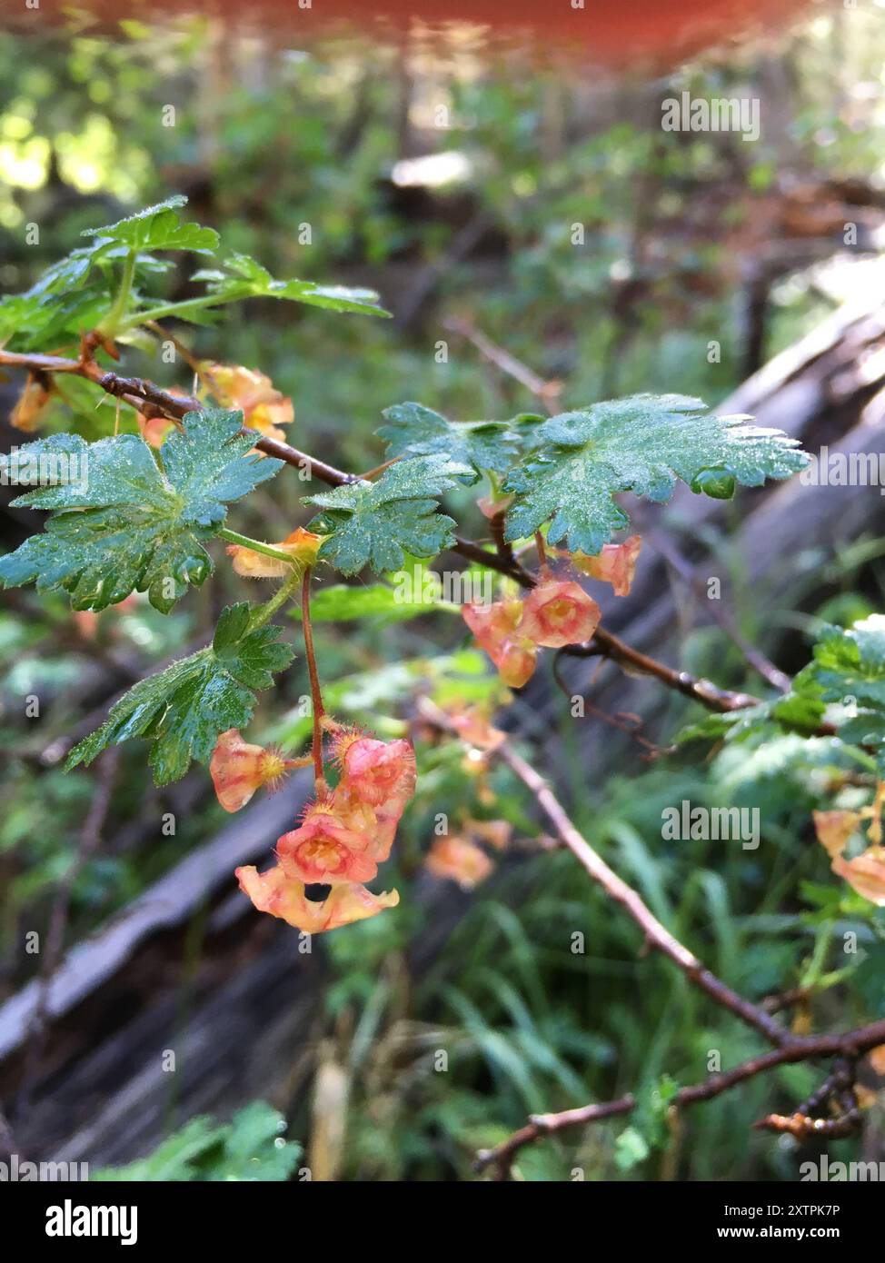 mountain gooseberry (Ribes montigenum) Plantae Stock Photo - Alamy