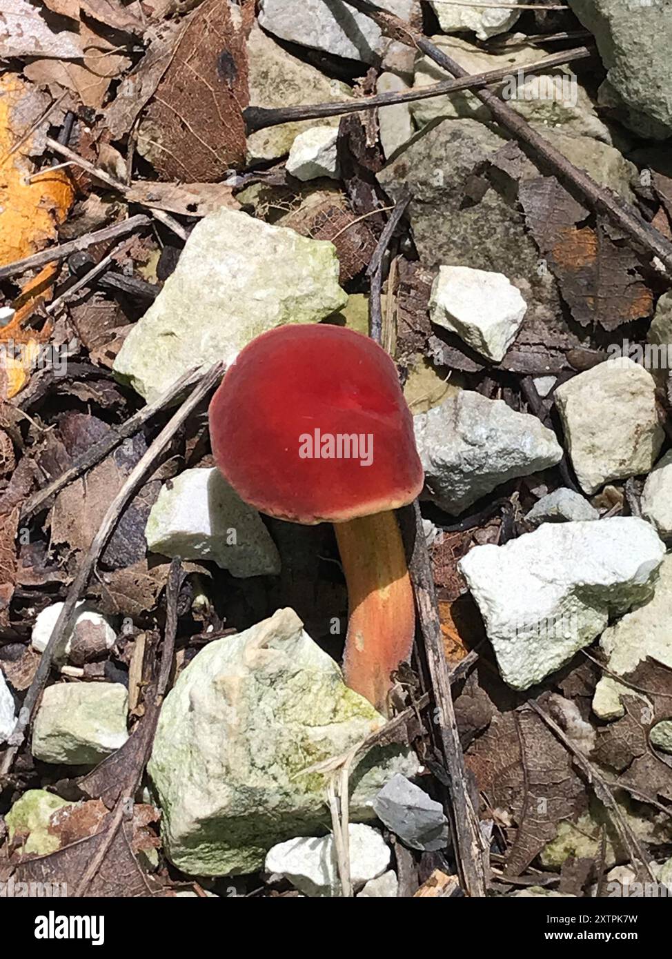 Ruby Bolete (Hortiboletus rubellus) Fungi Stock Photo - Alamy