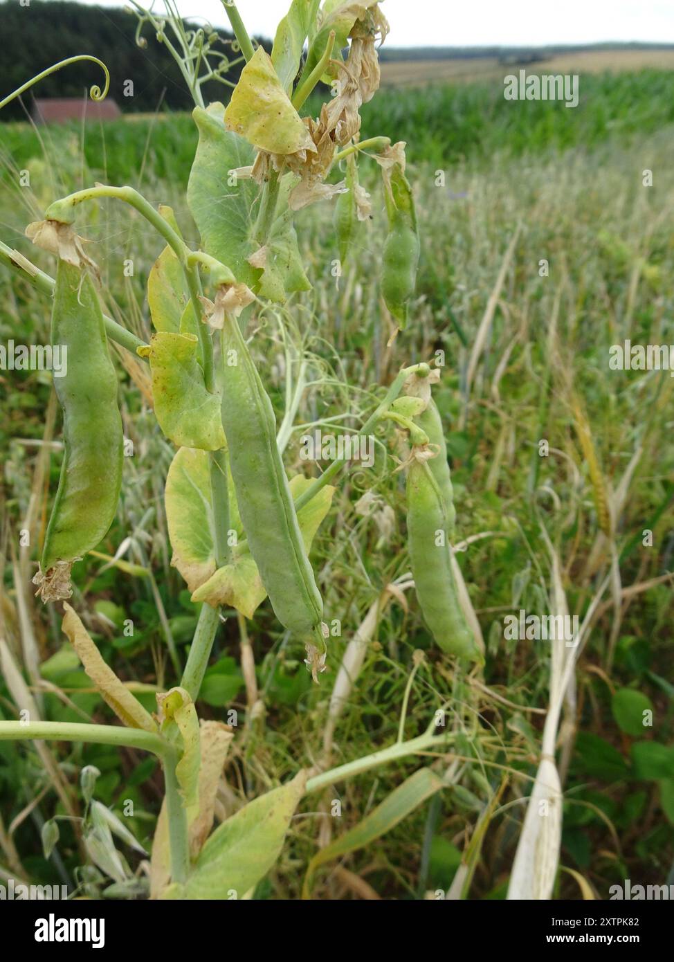 Common Pea (Pisum sativum) Plantae Stock Photo - Alamy