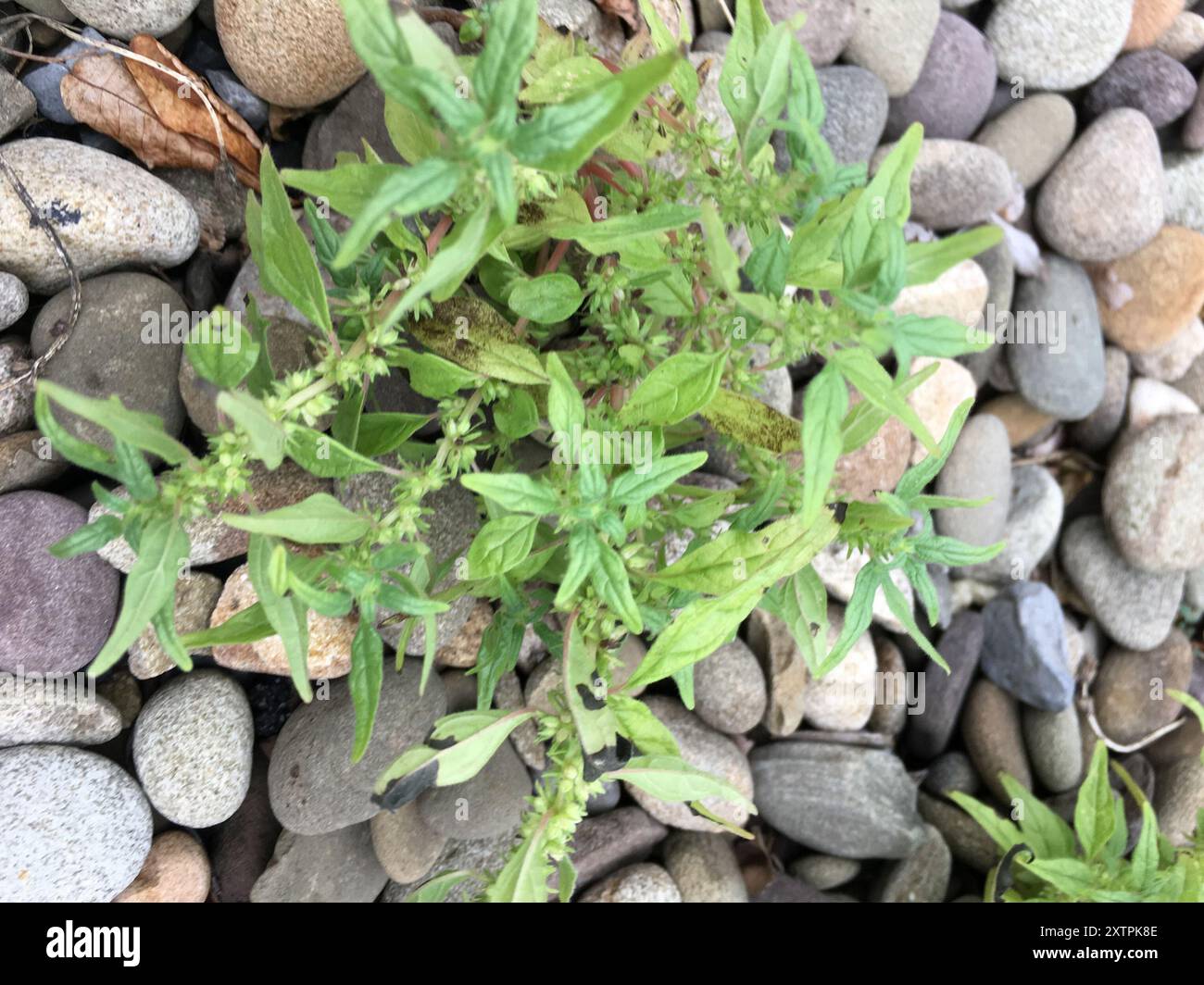 Pennsylvania pellitory (Parietaria pensylvanica) Plantae Stock Photo ...