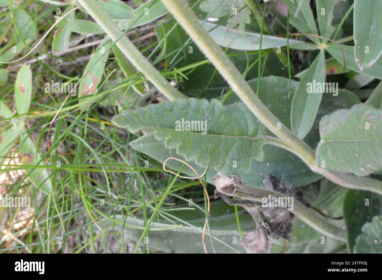 common hedge-nettle (Betonica officinalis) Plantae Stock Photo - Alamy