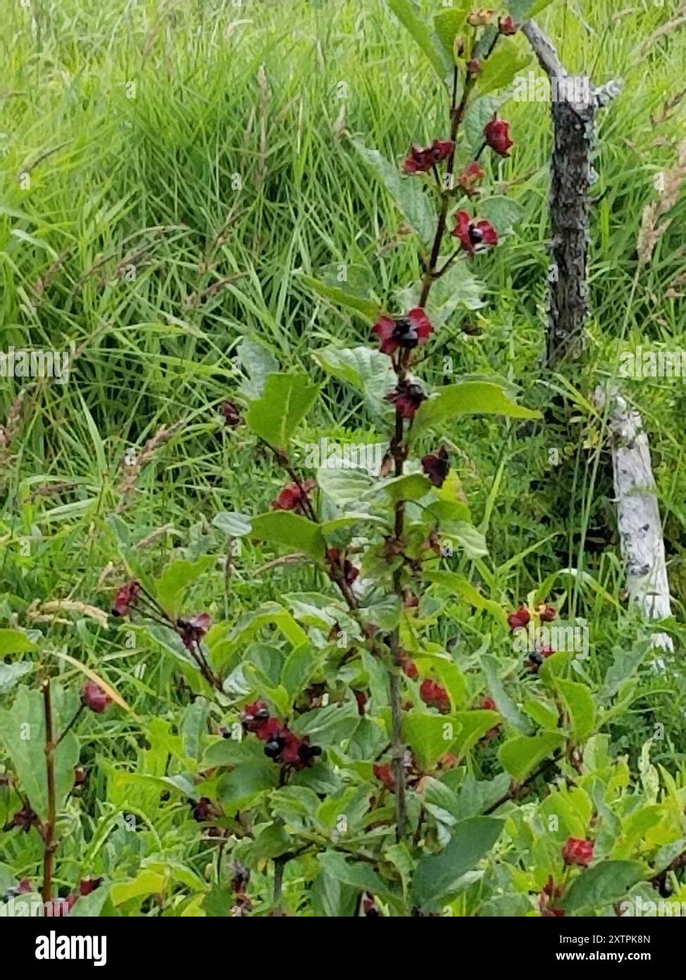 twinberry honeysuckle (Lonicera involucrata) Plantae Stock Photo - Alamy