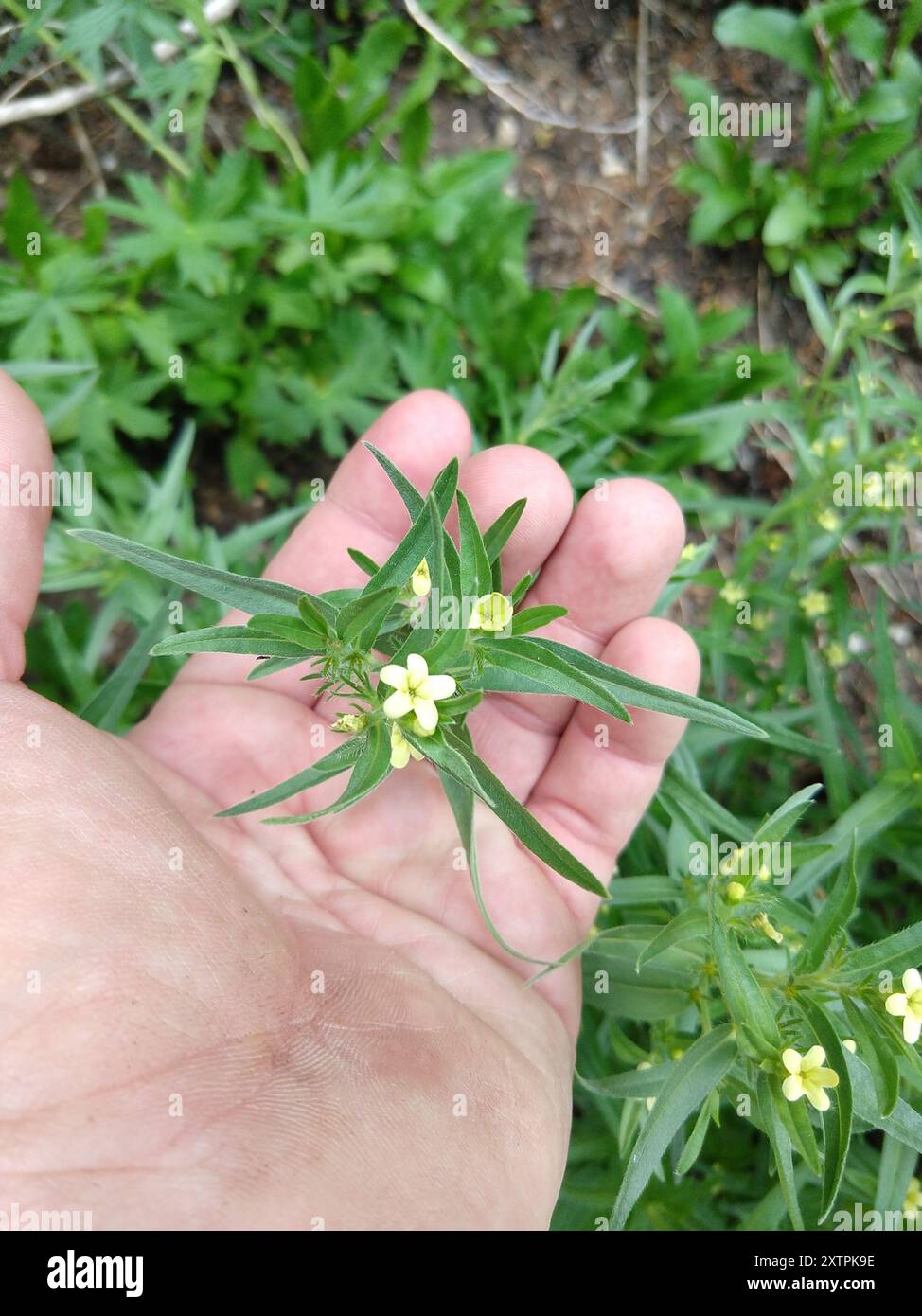 western stoneseed (Lithospermum ruderale) Plantae Stock Photo - Alamy
