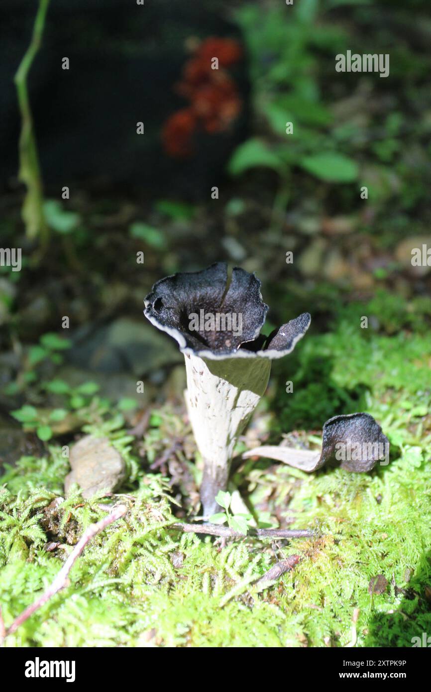 Eastern Black Trumpet (Craterellus fallax) Fungi Stock Photo - Alamy