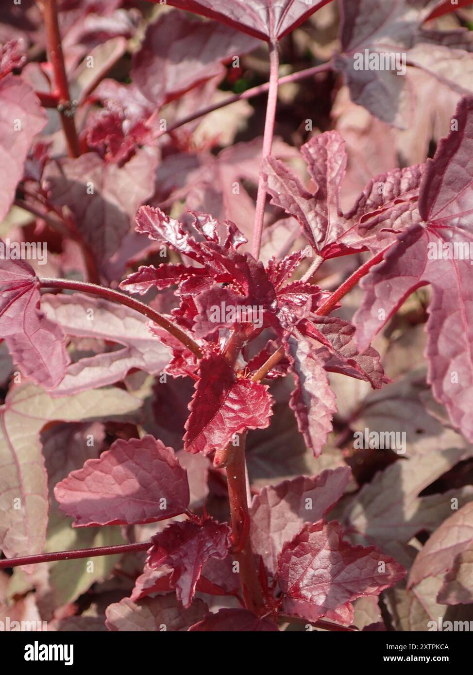 Bellyache bush jatropha gossypiifolia hi-res stock photography and ...