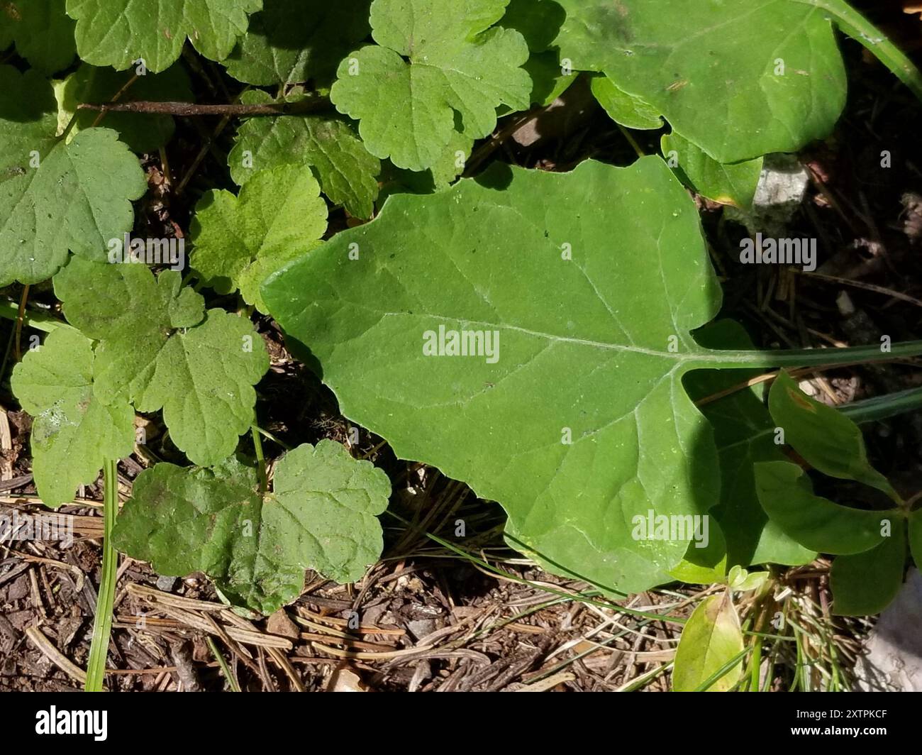 American trailplant (Adenocaulon bicolor) Plantae Stock Photo - Alamy